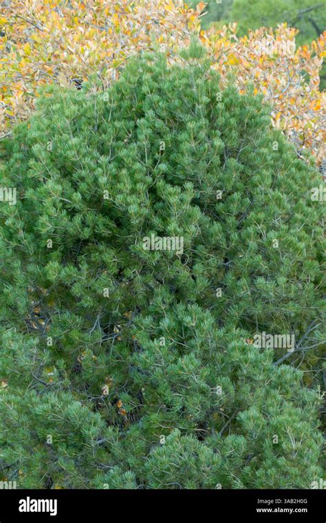 Mexican Pinyon Pine Pinus Cembroides Along Madera Nature Trail
