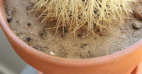 Help With Sick Cactus And Id Album On Imgur