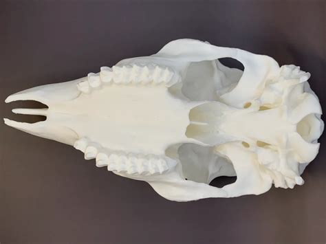 European Style Whitetail Buck Mount 3 25 Spread Free 3d Print Model Makerworld