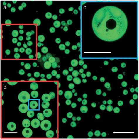 A Microfluidic Production Of Particles With A Permeable Shell And A Download Scientific