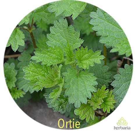 Ortie