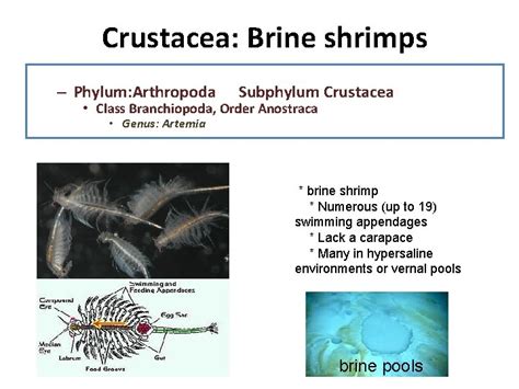 Phylum Arthropoda Subphylum Crustacea Phylum Arthropoda Arthro Joint