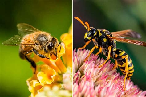 Hoverflies The Long Overlooked Insects That Could Save Our Crops New