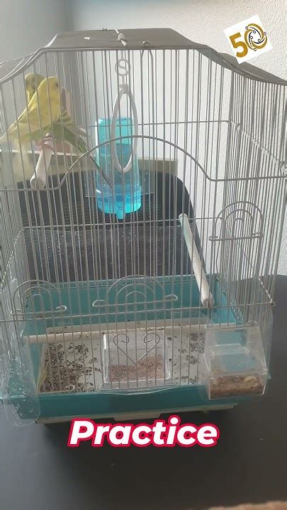 How To Be Programmer Funnycode Birds Webdevelopement Programming101