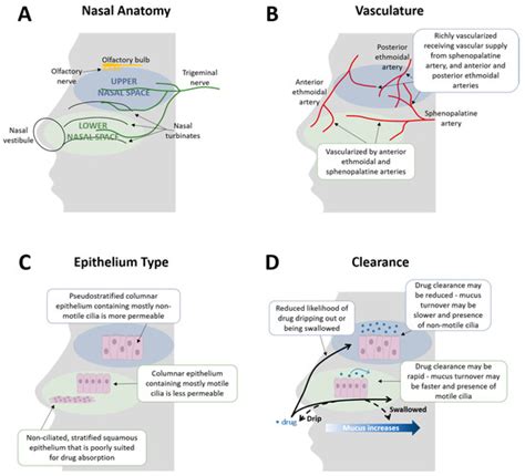 Nasal Delivery Of Acute Medications For Migraine The Upper Versus