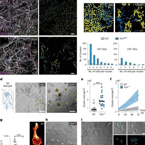 Mcs Use Integrin Dependent Force Coupling For Adhesion To Ecm And