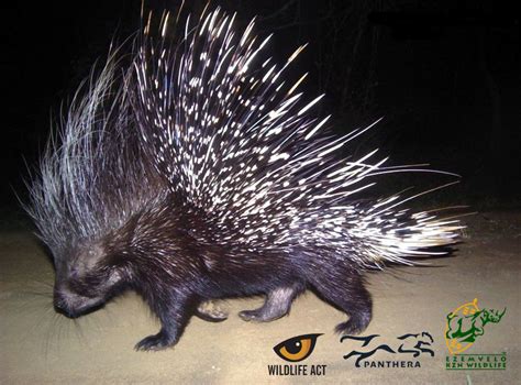 Five Favourite Nocturnal African Animals