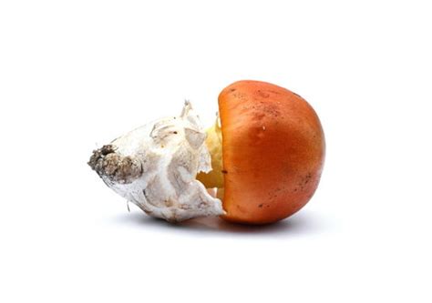 Oronge Bilder Bläddra Bland 1387 Stockfoton Vektorer Och Videor Adobe Stock