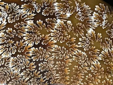 Suture Patterns Within Ammonites All Ammonoids Show Some Type Of Suture Pattern The Term