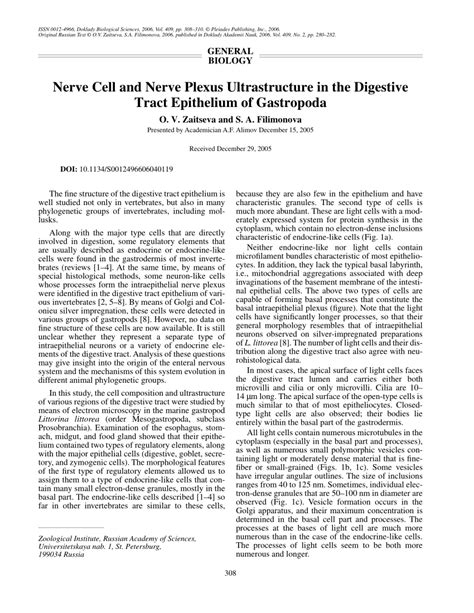 Pdf Nerve Cell And Nerve Plexus Ultrastructure In The Digestive Tract Epithelium Of Gastropoda