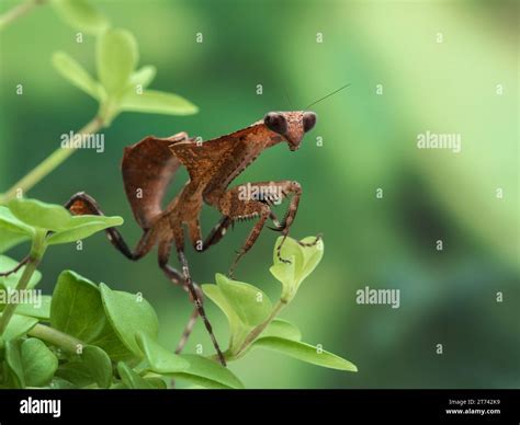 Juvenile Female Dead Leaf Mantis Deroplatys Desiccata Creeping On A