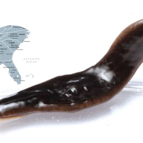 Flatworm Worms Cause Headache For Ross School Project