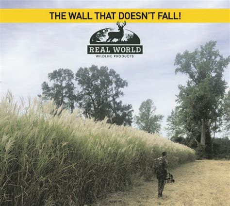 Giant Miscanthus Cloverleaf Outdoors