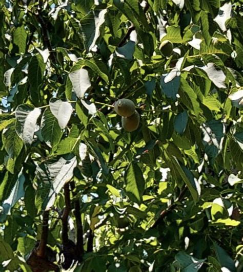 Help Identify Tree Rplantidentification