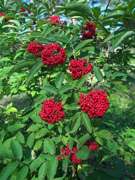 26 Gorgeous Shrubs And Bushes With Red Berries To Brighten Your Yard