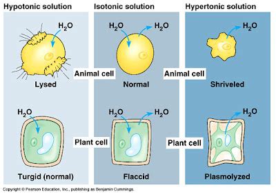Biology Ordinary Level Notes Diffusion Osmosis And Active Transport