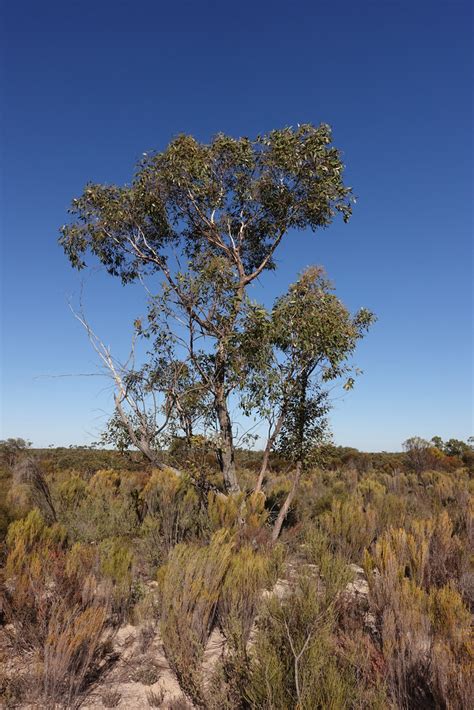 Desert Stringybark Eucalyptus Arenacea Botanical Realm