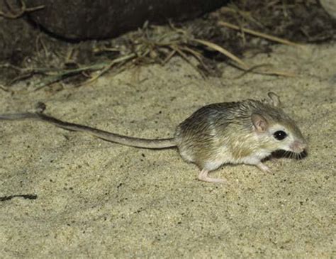Cape Short Eared Gerbil Life Expectancy