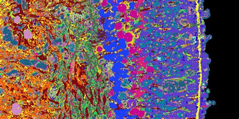 Stunning Cell Atlas Captures Human Retina In Colorful Detail