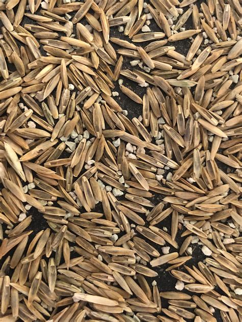 Agricultural Grass Seeds Forage Grass Seed Hurrells Seeds