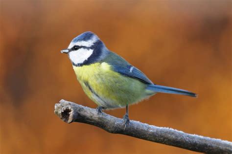 Mesange Bleu 01 Photo Et Image Animaux Animaux Sauvages Oiseaux