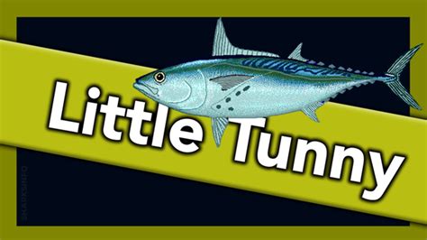 A Guide To The Different Types Of Tuna