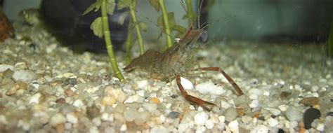 Macrobrachium Assamense Gambas Para El Acuario De Agua Dulce