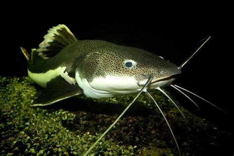 🔥 50 Flathead Catfish Wallpapers Wallpapersafari