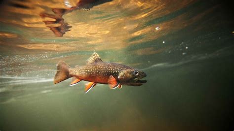 Fish Kill On Blackwater Under Ongoing Investigation