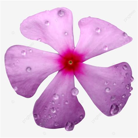 Pink Nayantara Flower Nayantara Flowers Yellow Flower Star Png