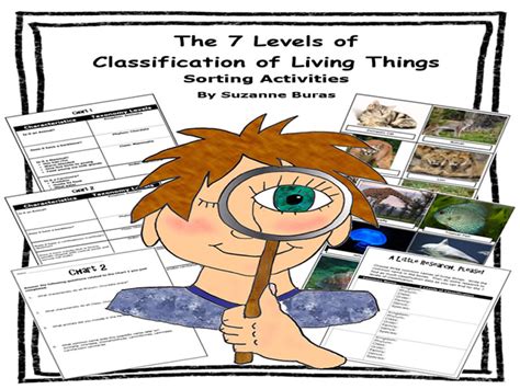 Seven Levels Of Classification Gorilla At Ben Waterbury Blog