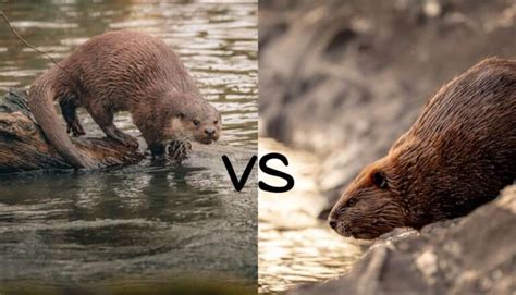 Beaver Vs Otter 5 Key Differences Wild Explained