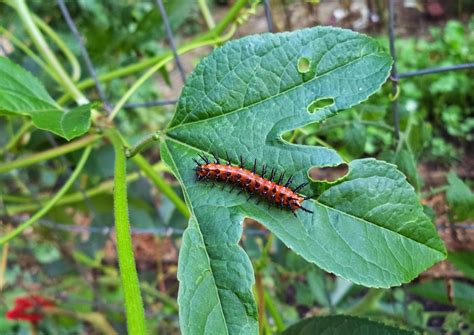 Caterpillar Red And Black Spikes At Betty Dean Blog