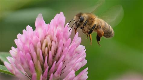 The Worlds First Collection Of Mini Bouquets For Bees Are Here And Theyre As Cute As They Sound