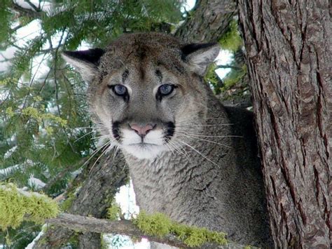 Cougar Salt Spring Conservancy