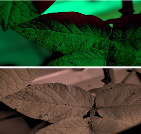 Figure 1 From Multispectral Plant Disease Detection With Vision Transformer Convolutional Neural