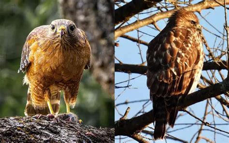 Red Shouldered Hawk Vs Red Tailed Hawk 10 Differences Bird Guidance