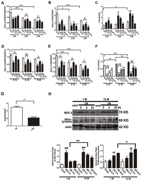 Ppp Activity In Mice And Primary Neurons At Different Ages A C