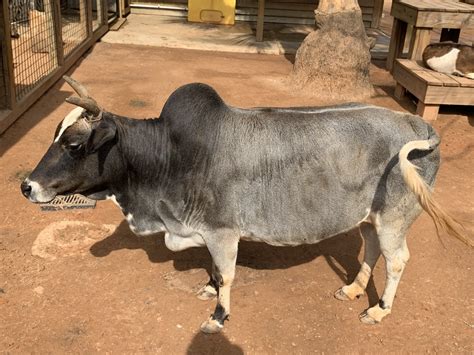 Zebu
