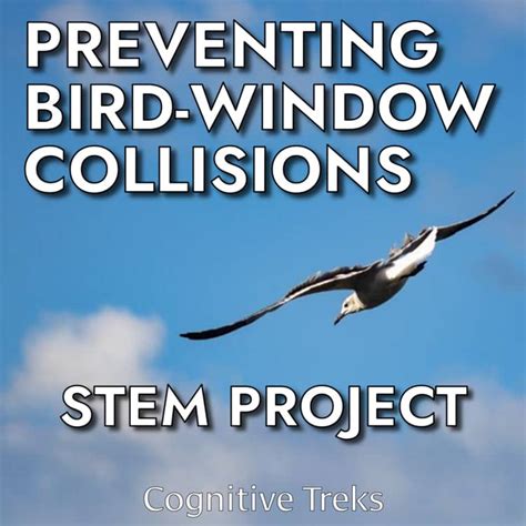 Bird Collision Prevention Stem Project Environmental Science Design