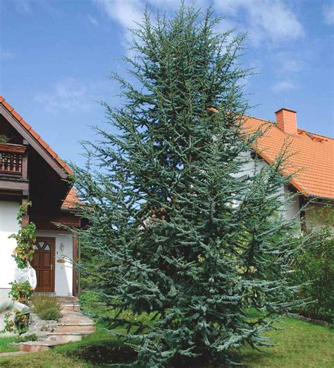 Cedr Atlaski Cedrus Atlantica Glauca Made In Forest