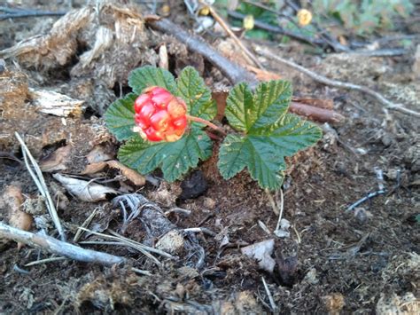 ООО Леноблторф Добыча и реализация торфа