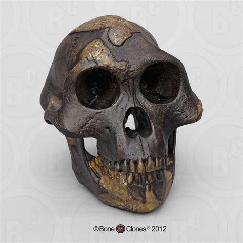 Australopithecus Afarensis Skull Lucy Dark Finish Bone Clones