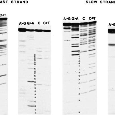 PDF A Review Of DNA Sequencing Techniques