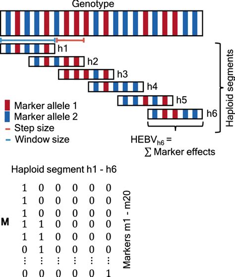 Haplotype Is Split Into Different Haplotype Segments Containing An