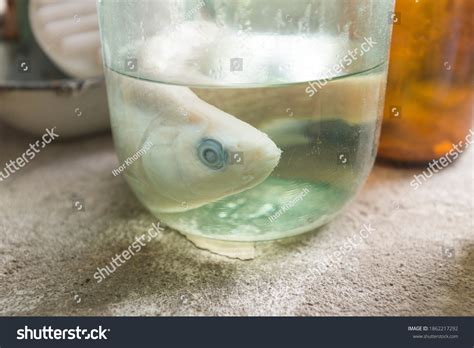 Chernobyl Radioactive Fish