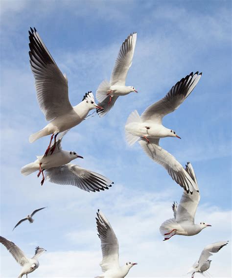 Flock Of Seagulls