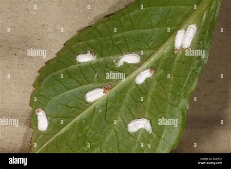 Hydrangea Scale Insects On Leaf Of Plant Pulvinaria Hydrangeae Stock