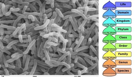 Hypotonic Solution Definition Importance Examples Biology Notes