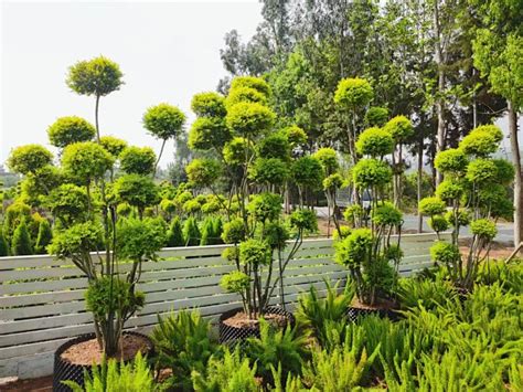 多头亮金女贞棒棒糖